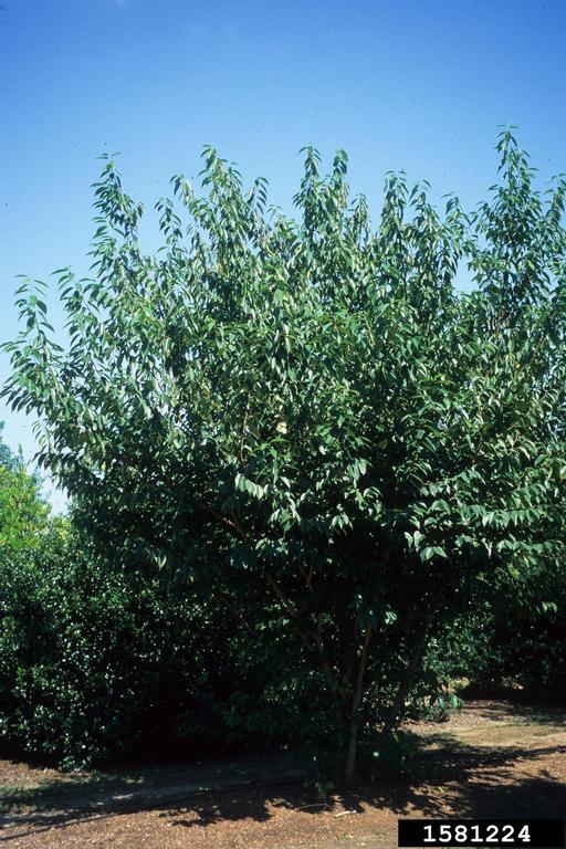 mukutree (Aphananthe aspera (Thunb.) Planch.)