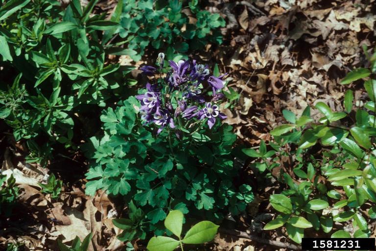 columbine (Genus Aquilegia L.)