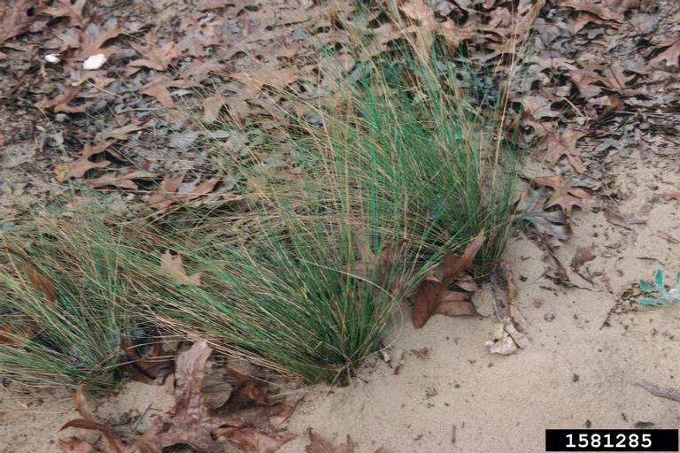 threeawn (Genus Aristida)