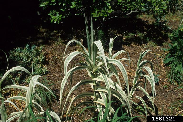 giant reed (Arundo donax)