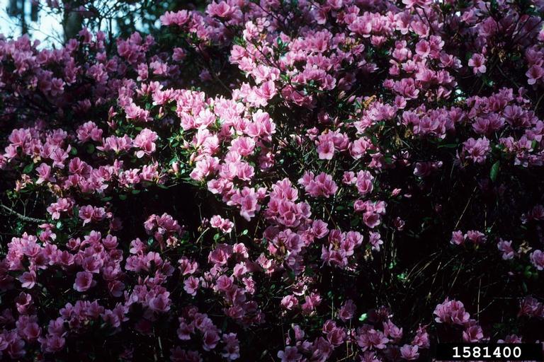 rhododendrons and azaleas (Genus Rhododendron)