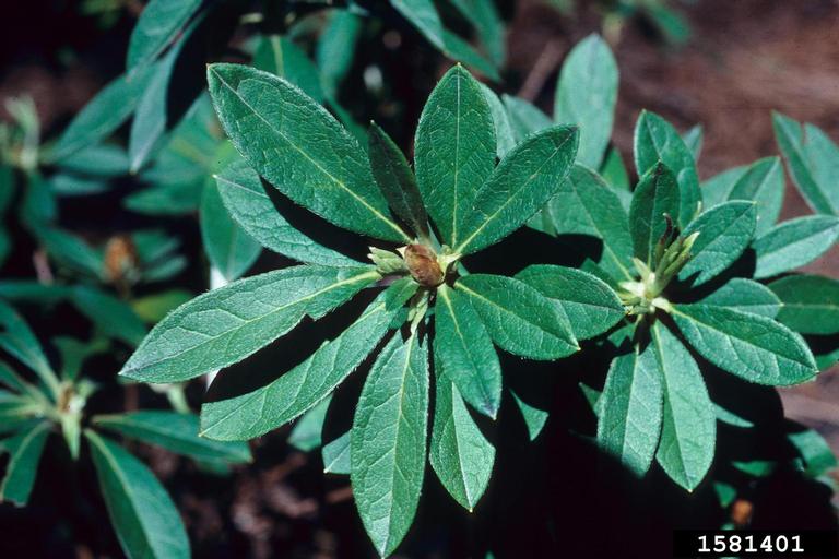 rhododendrons and azaleas (Genus Rhododendron)