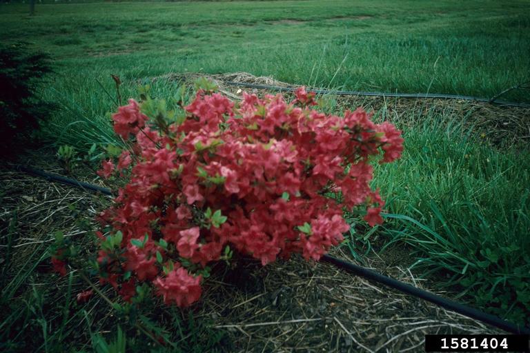 rhododendrons and azaleas (Genus Rhododendron L.)