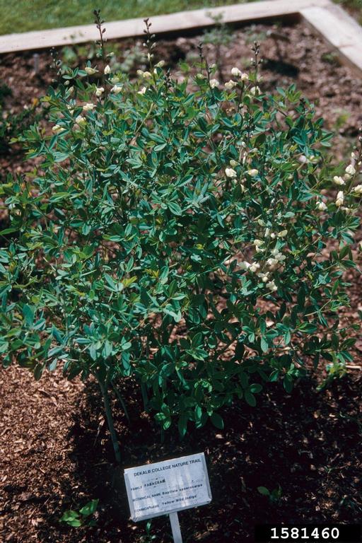 yellow wild indigo (Baptisia sphaerocarpa Nutt.)