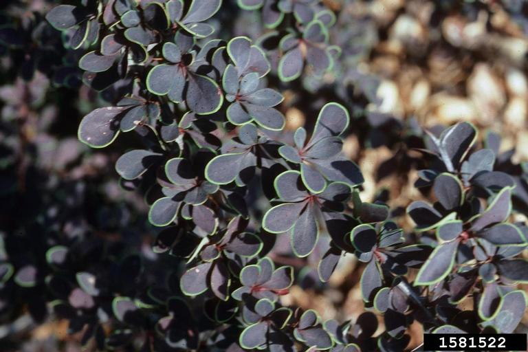 Japanese barberry (Berberis thunbergii DC.)