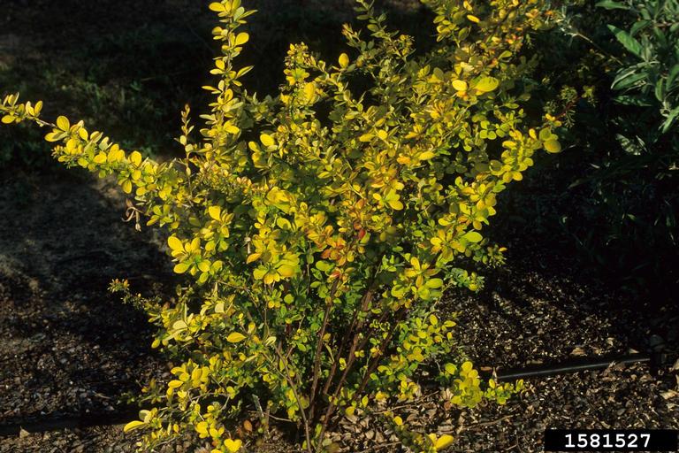 barberry (Genus Berberis)