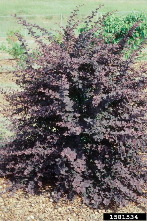 Japanese barberry (Berberis thunbergii DC.)