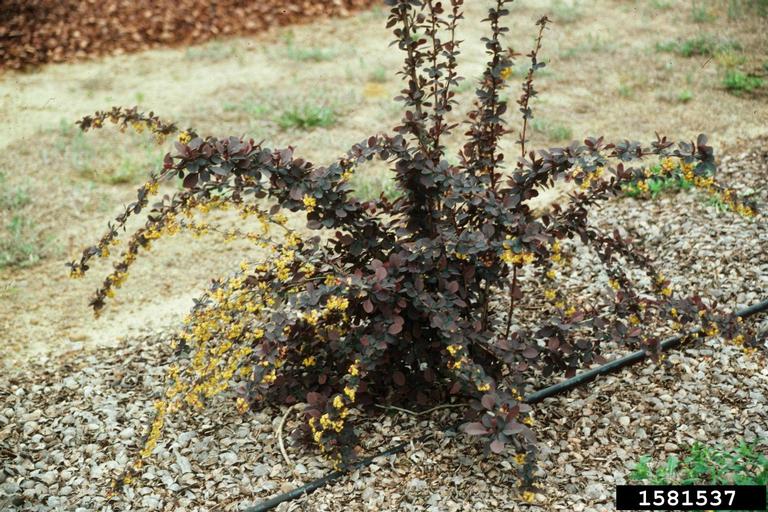 barberry (Genus Berberis L.)