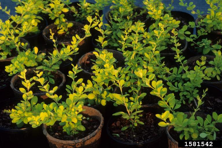 barberry, Berberis spp. (Ranunculales: Berberidaceae) - 1581542