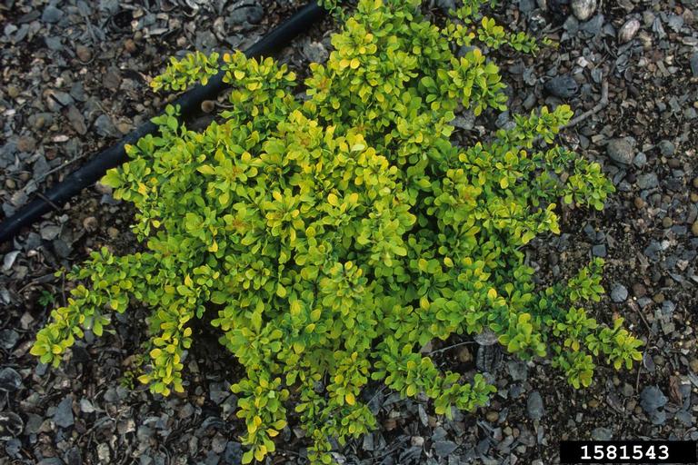 Japanese barberry (Berberis thunbergii)
