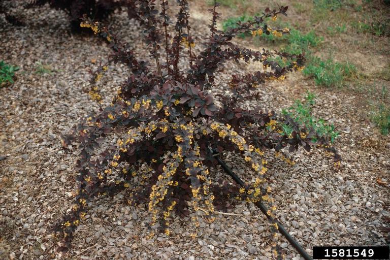 barberry (Genus Berberis)