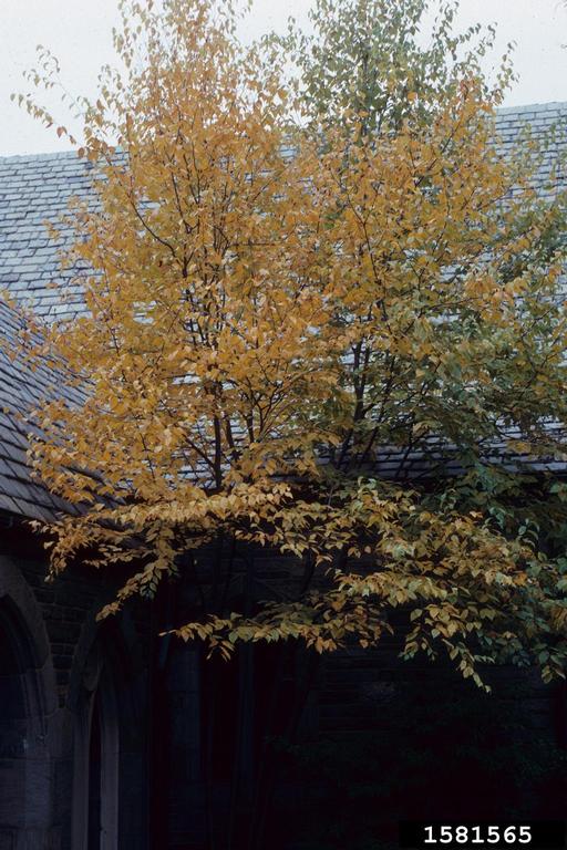 cherry birch (Betula lenta L.)