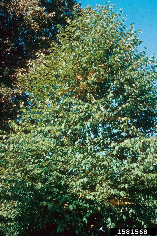 cherry birch (Betula lenta L.)