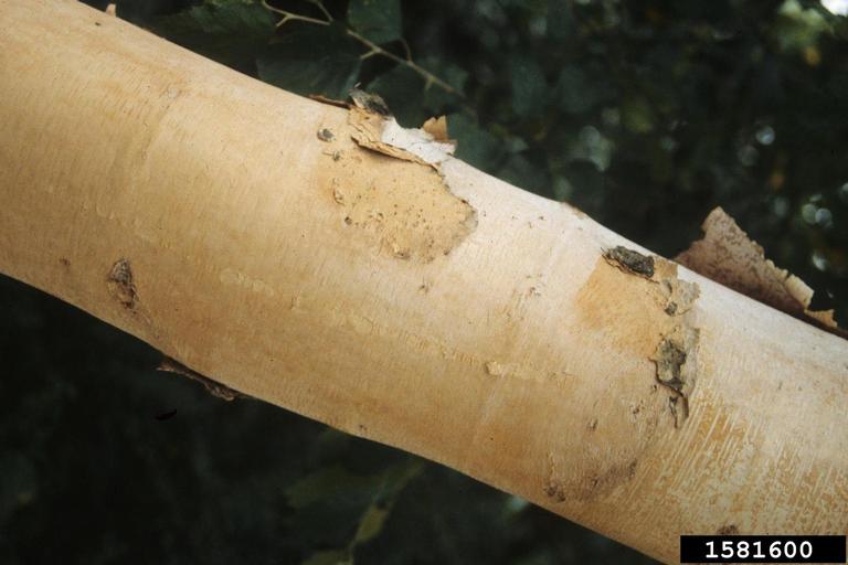 river birch (Betula nigra)