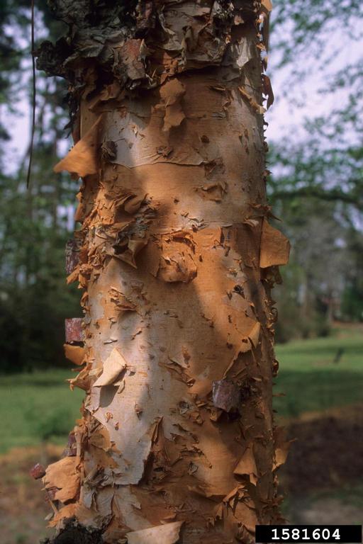 river birch (Betula nigra L.)