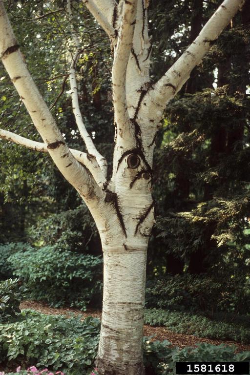 European birch (Betula pendula Roth)