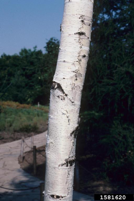 European birch (Betula pendula Roth)