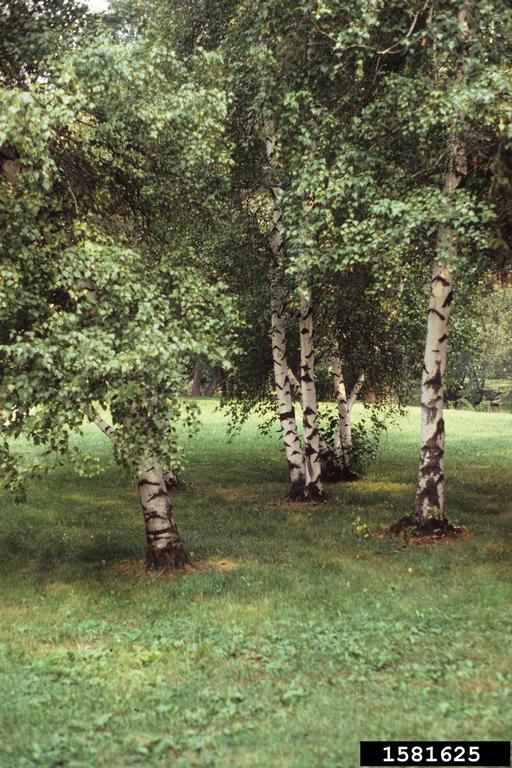 European birch (Betula pendula Roth)