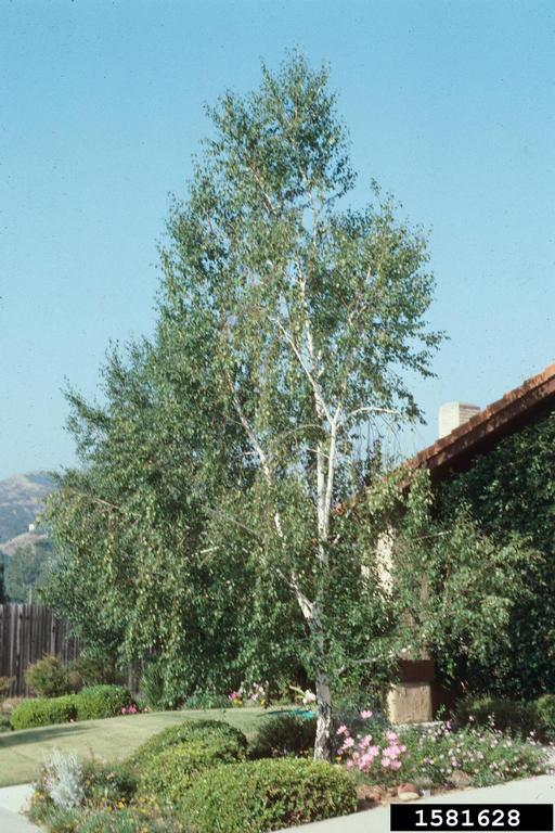 European birch (Betula pendula Roth)