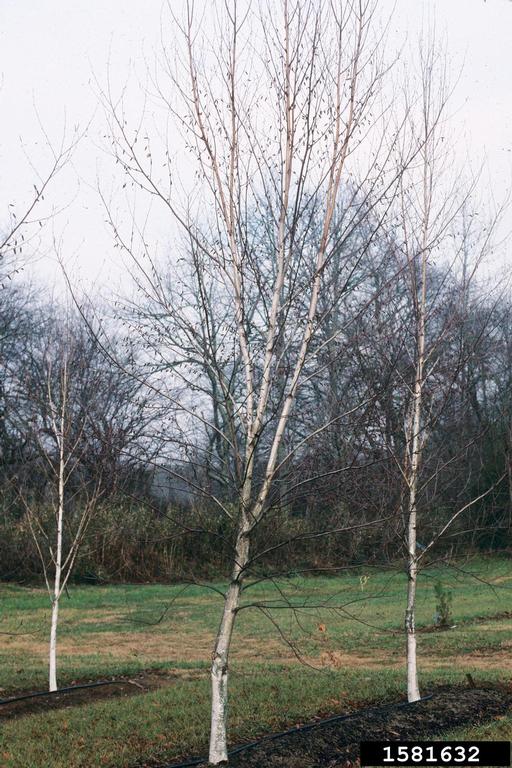 birch, Betula spp. (Fagales: Betulaceae) - 1581632