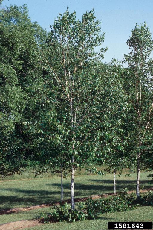 Whitespire (Betula platyphylla var. japonica)