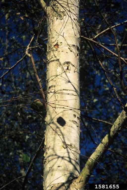 European birch (Betula pendula Roth)