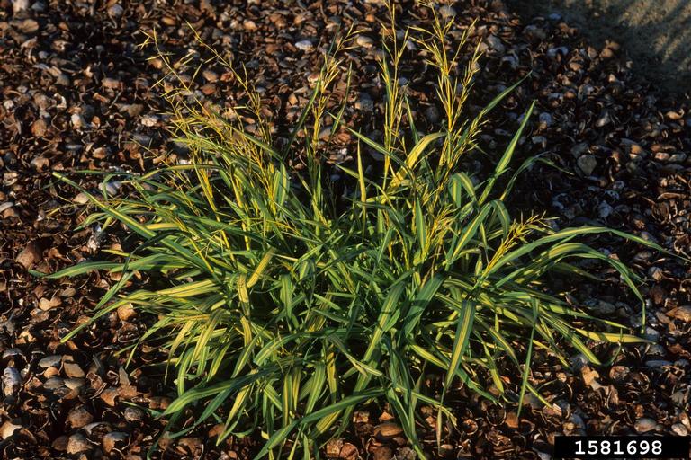 smooth brome (Bromus inermis Leyss.)