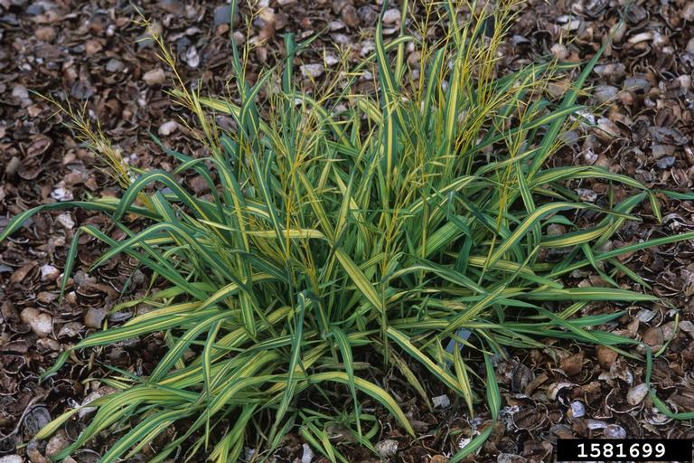 smooth brome (Bromus inermis Leyss.)