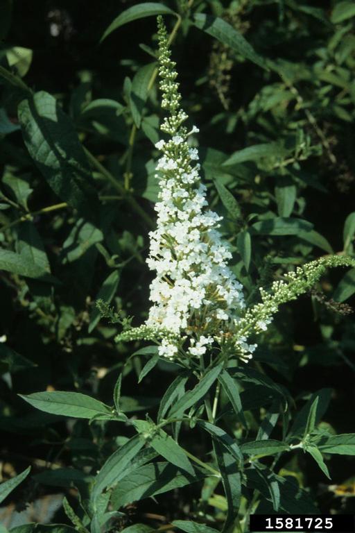 butterflybush (Genus Buddleja L.)