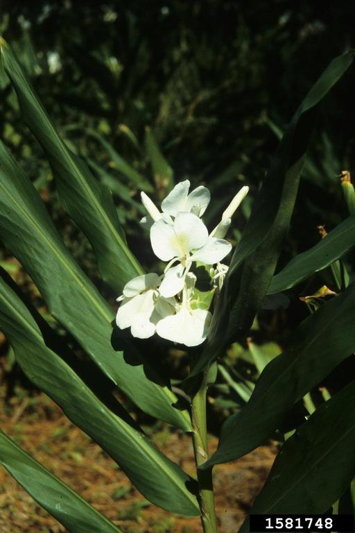 white garland-lily (Hedychium coronarium)