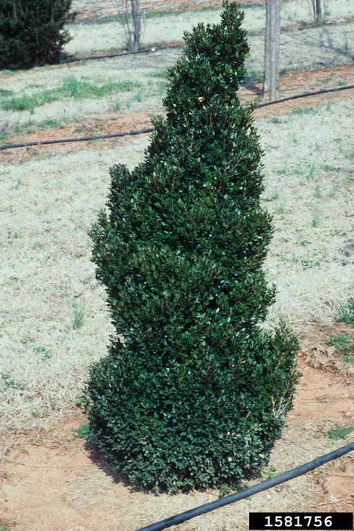 boxwood, Buxus spp. (Euphorbiales: Buxaceae) - 1581756