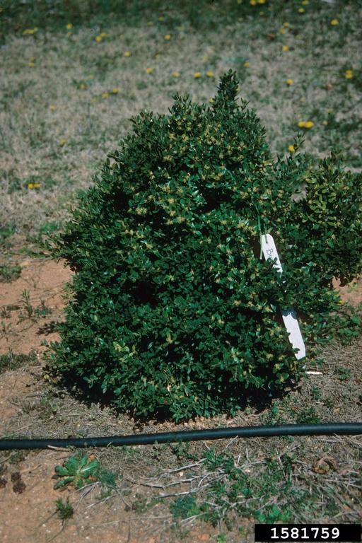 Korean boxwood (Buxus sinica var. insularis)