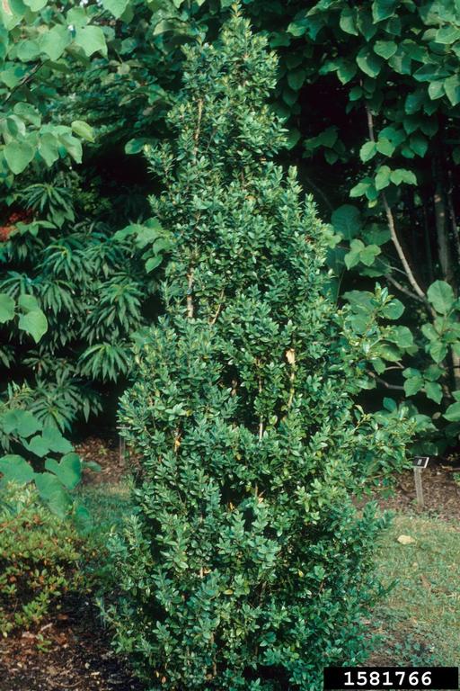 American boxwood (Buxus sempervirens L.)