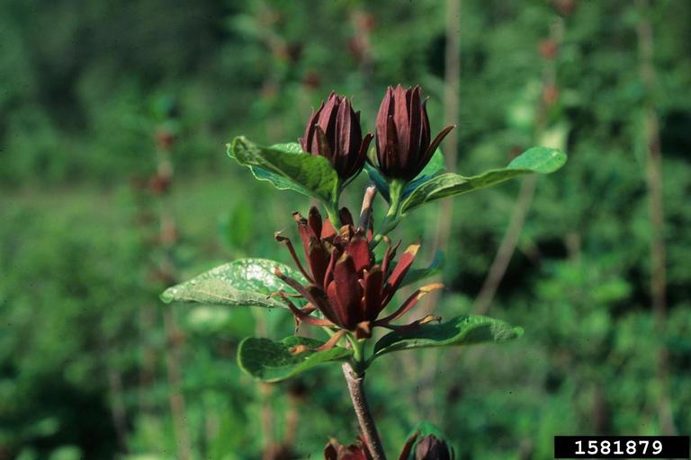 eastern sweetshrub (Calycanthus floridus L.)