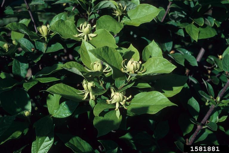 eastern sweetshrub (Calycanthus floridus L.)