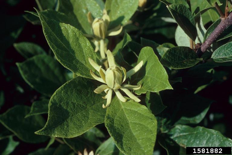 eastern sweetshrub (Calycanthus floridus L.)