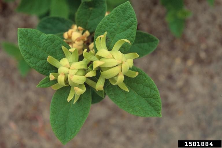 eastern sweetshrub (Calycanthus floridus L.)