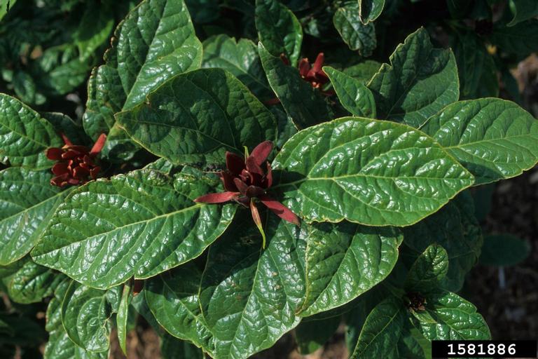 eastern sweetshrub (Calycanthus floridus L.)