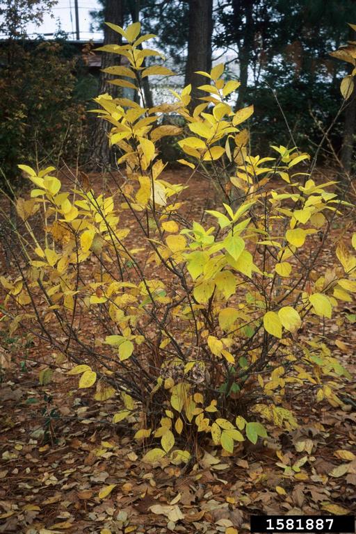 eastern sweetshrub (Calycanthus floridus)