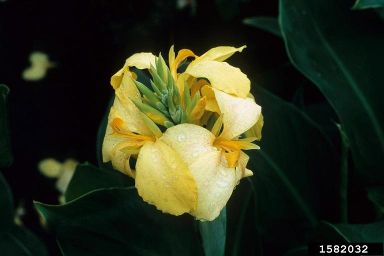 canna (Genus Canna)