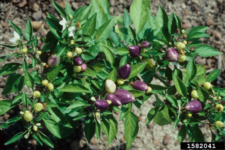 pepper (Genus Capsicum)