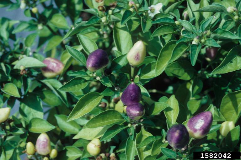 pepper (Genus Capsicum)