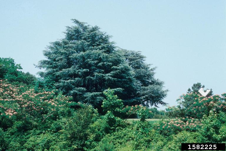 Atlas cedar (Cedrus atlantica (Endl.) Manetti)