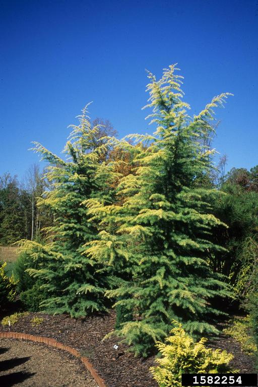 Deodar cedar (Cedrus deodara)