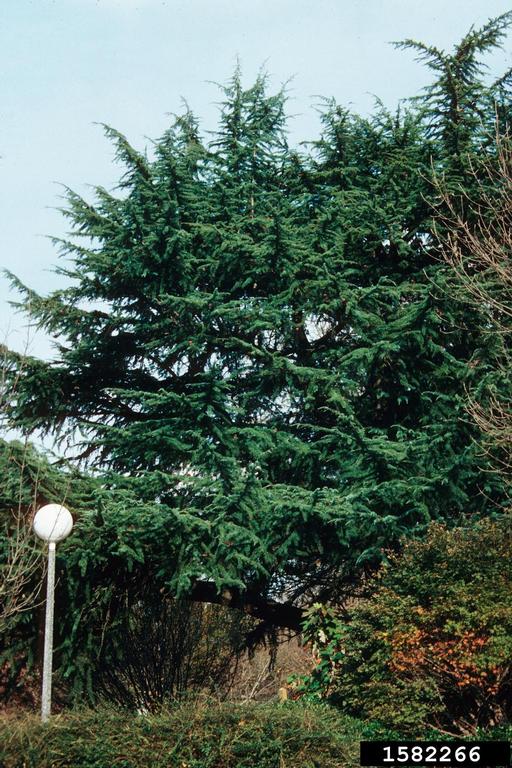 Deodar cedar (Cedrus deodara (Roxb. ex D. Don) G. Don f.)