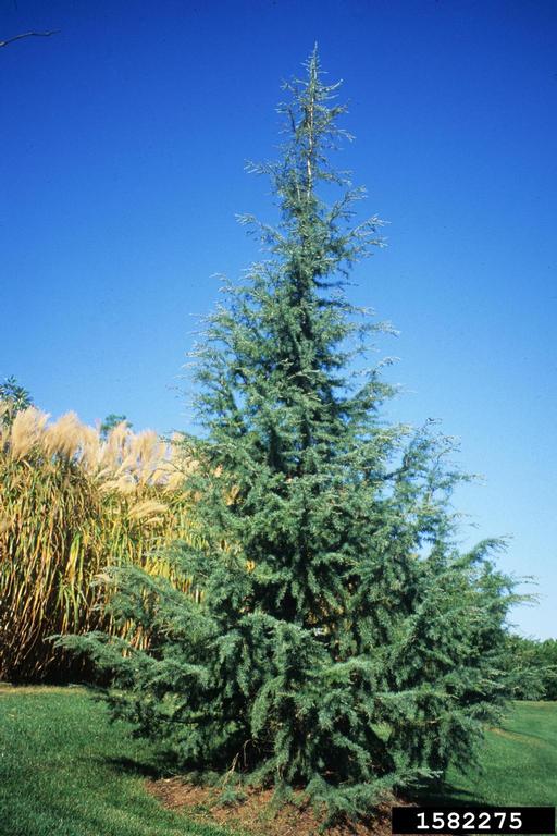 Deodar cedar (Cedrus deodara)