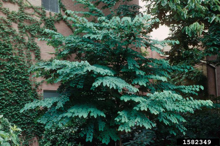 katsura tree (Cercidiphyllum japonicum Siebold & Zucc.)