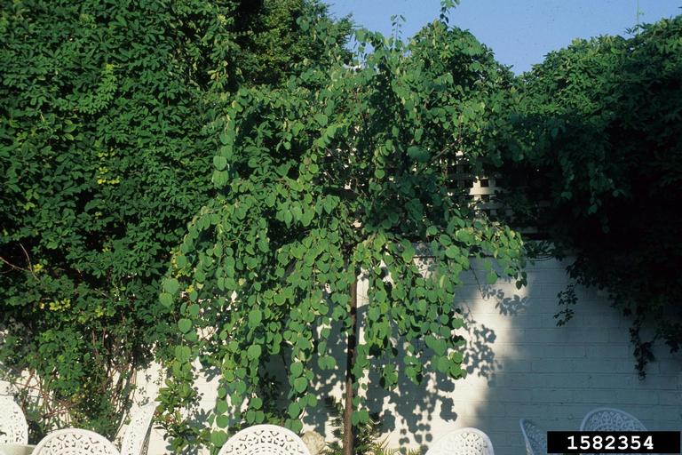 katsura tree (Cercidiphyllum japonicum Siebold & Zucc.)