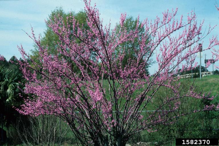 eastern redbud (Cercis canadensis)