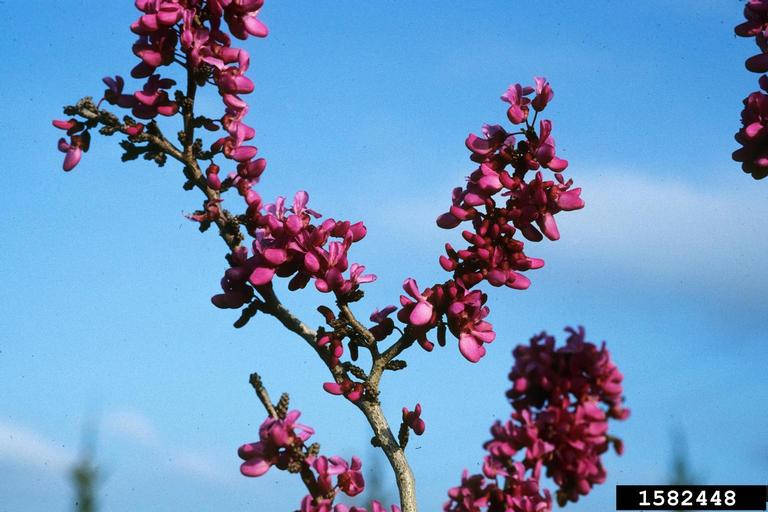 chinese redbud (Cercis chinensis)